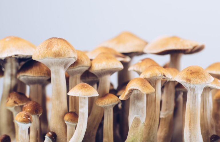 Magic mushroom strains – 12 varieties of shrooms | GreenState