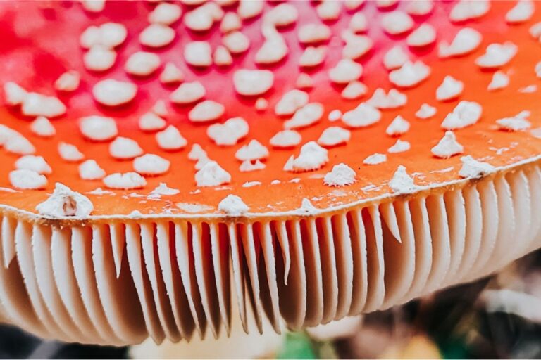 Magic mushroom strains – 12 varieties of shrooms | GreenState