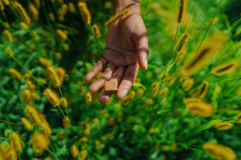 Nature’s MDMA? What happened when I tried kanna | GreenState