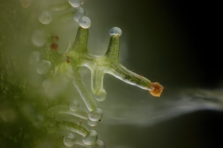 This legendary pot breeder says they unlocked the future of weed ...