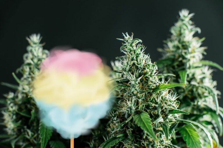 Cotton Candy strain: the forgotten dessert weed | GreenState
