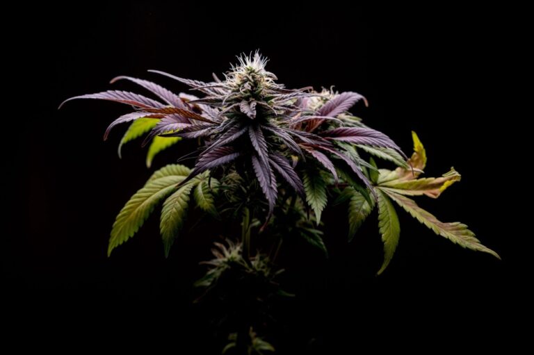 Animal Mints strain is an iconic powerhouse of pot | GreenState