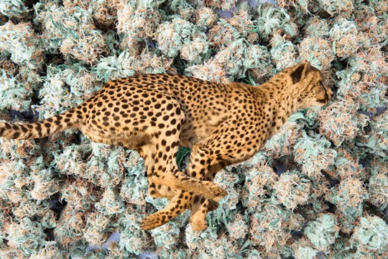 Cheetah Piss strain review – weird name, good weed | GreenState