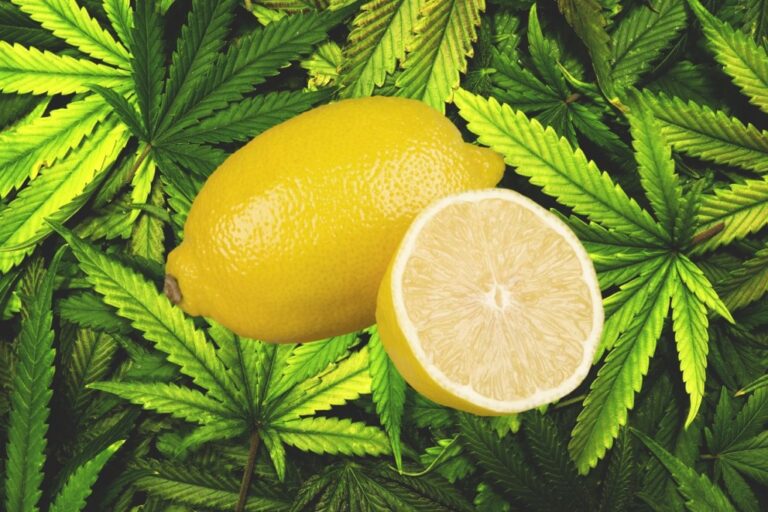 This popular weed strain smells just like it sounds | GreenState