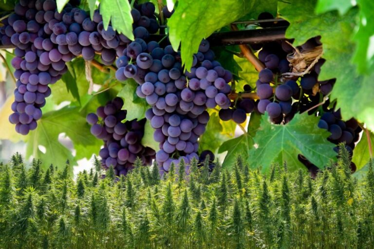 Mine the magic behind this weed strain with staying power | GreenState