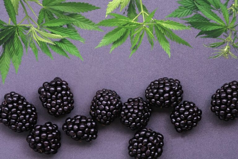 Blackberry Kush strain information: smell, effects, and grow tips ...
