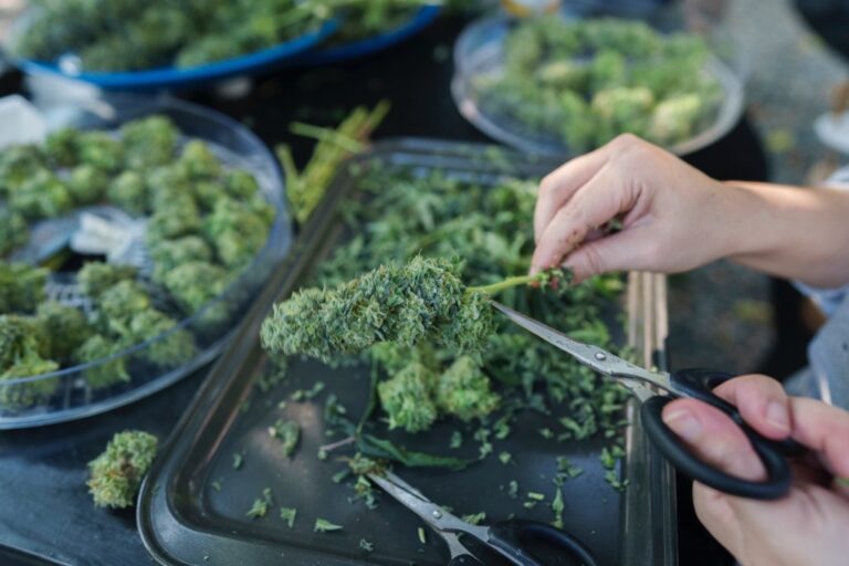 This tool may hold the key to avoiding heavy metals from weed | GreenState