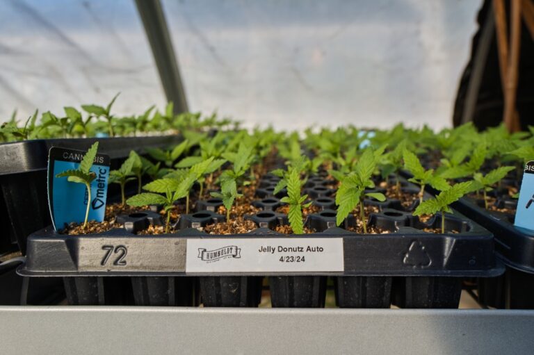 ‘These aren’t your granddad’s autos’: the caliber of autoflower seeds ...