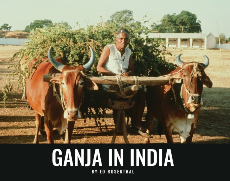 Why ganja should be re-legalized in India | GreenState