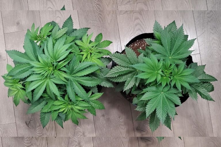 Weird weed experiment teases infinite new possibilities | GreenState