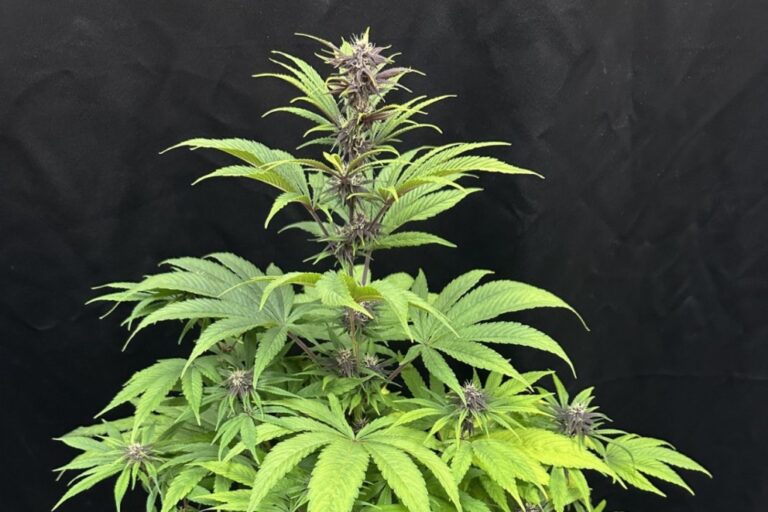 Researchers release most complete cannabis genome map ever | GreenState