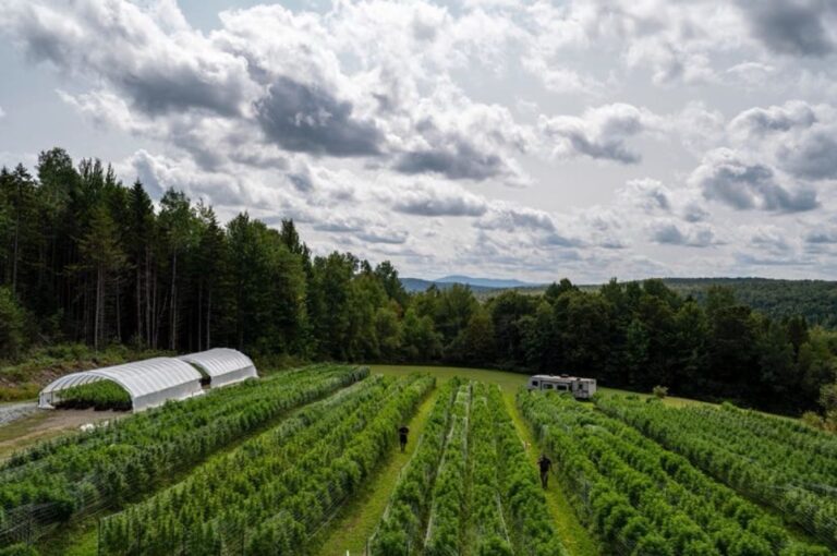 From Humboldt to the Heartland: Emerald Triangle cannabis finds new ...